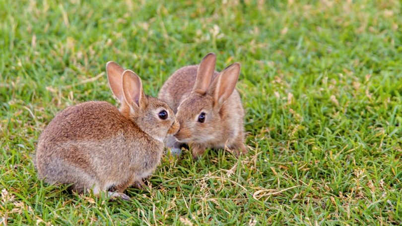 Can Rabbits Live Alone Happily?