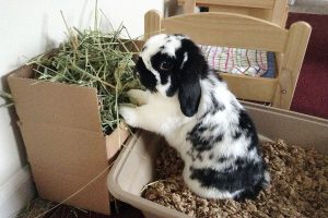 Can You Train a Rabbit to Use Litter Box (Potty Training)? | Whyrabbits.Com