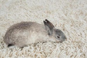 5 Ways to Dispose of Dead Rabbit in Yard | Whyrabbits.Com