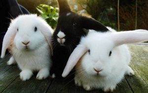 How to Tell If a Bunny is Happy? 13 Signs to Look for! | Whyrabbits.Com