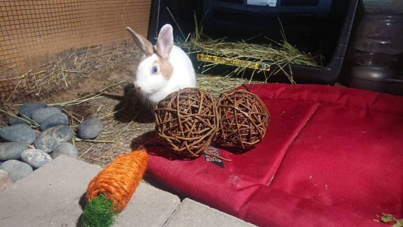 What Can Rabbits Chew on for their Teeth? 10 Safe Chews! | Whyrabbits.Com