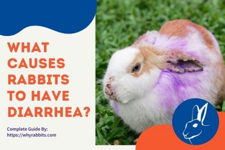 What Causes Rabbits to Have Diarrhea?