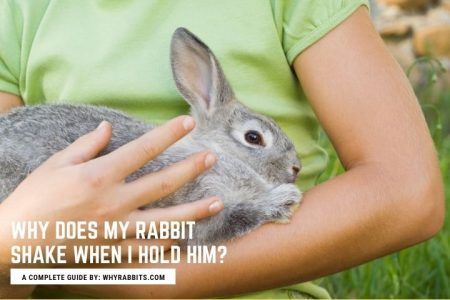 Why Does My Rabbit Shake When I Hold Him?