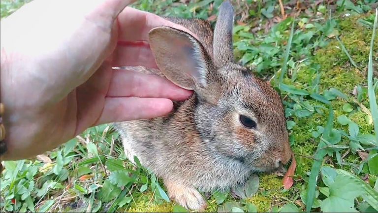 How to Save a Rabbit from Dying? Learn from Rabbitsauthority.com