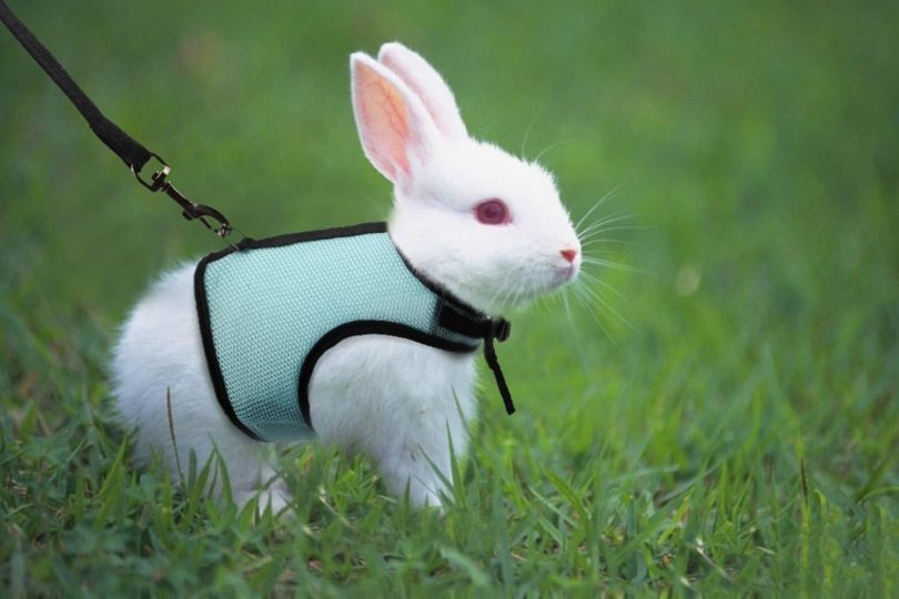 What Type of Harness is Best For a Rabbit? | Whyrabbits.Com