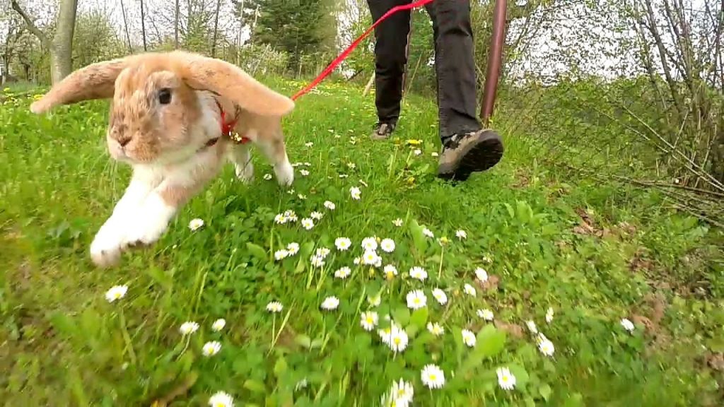 How to Train a Rabbit to Walk on a Harness? | Whyrabbits.Com