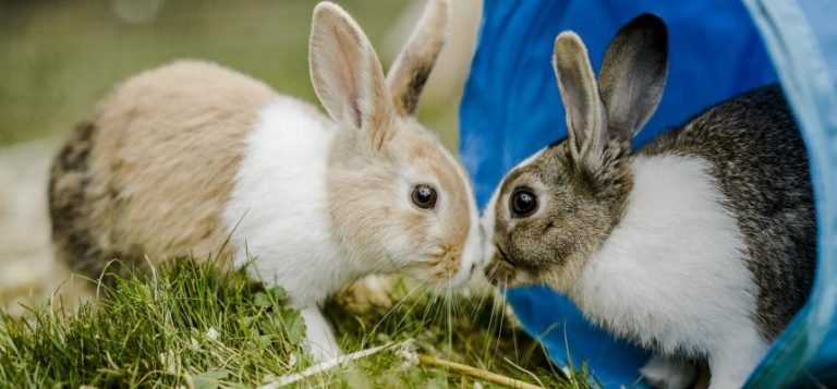 What to Do If a Rabbit Bites You? | Whyrabbits.Com