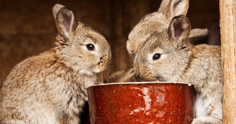 How to Feed Grapes to Your Pet Rabbit?