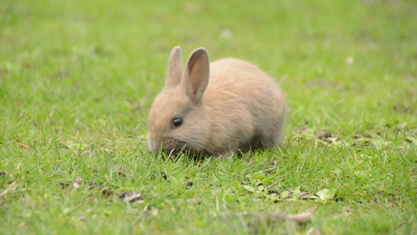 Can Rabbits Eat Fresh Grass Clippings Whyrabbits Com