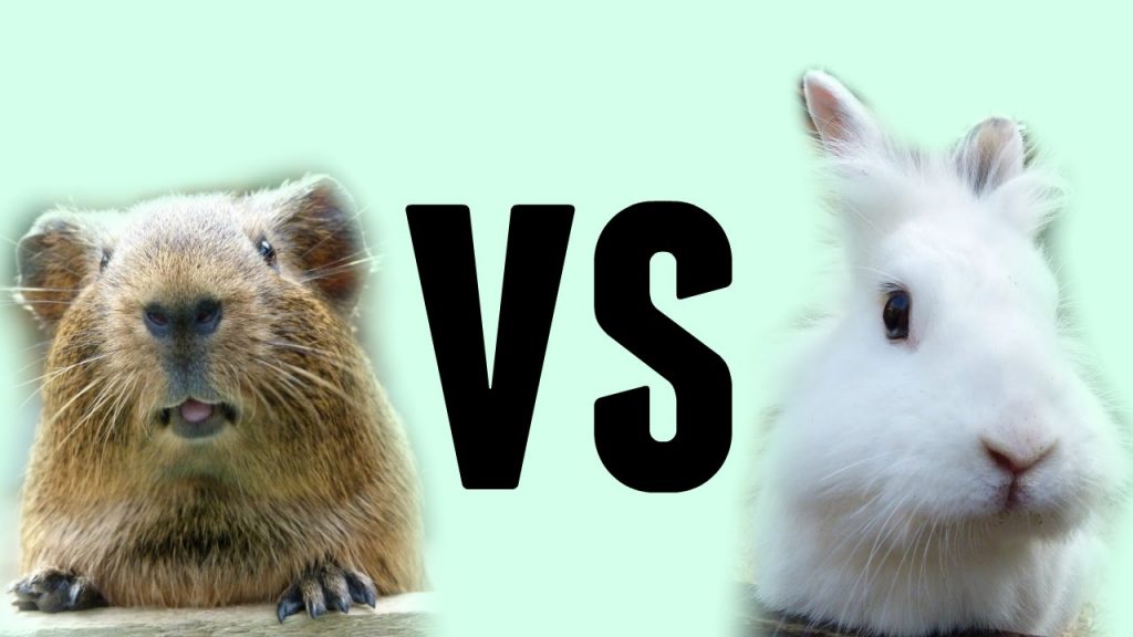 How to Tame Rabbits and Hamsters Together?