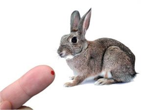 Why Do Netherland Dwarf Rabbits Bite? 8 Common Reasons! | Whyrabbits.Com