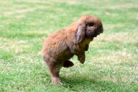 How High Can a Rabbit Jump Vertically?