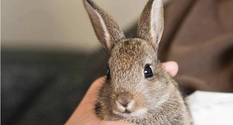 should-my-rabbits-ears-be-warm-detailed-answer
