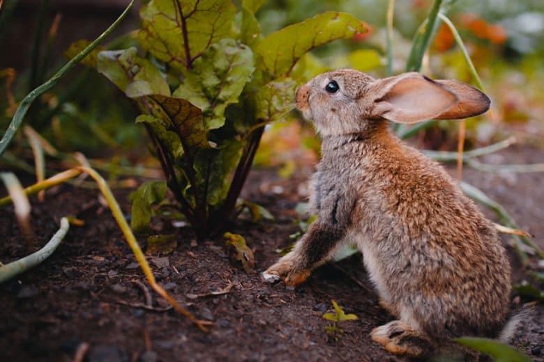 Can Rabbits Eat Beet Leaves? | A Complete Guide