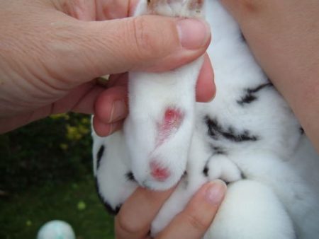 How to Treat Sores on Rabbit's Feet? | Whyrabbits.Com