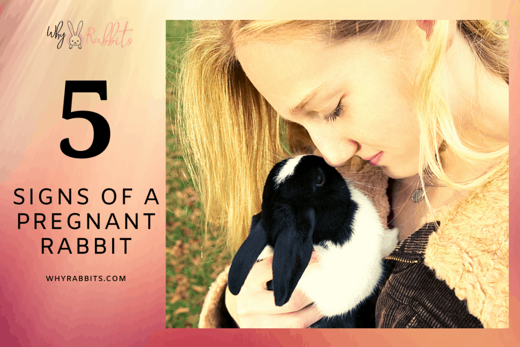 What Are the Signs of a Pregnant Rabbit?