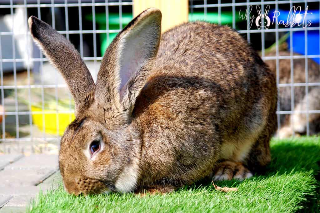 How Fast Can a Flemish Giant Rabbit Run?
