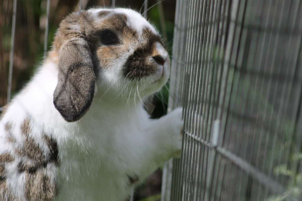 Can Rabbits Fit Through Small Holes?