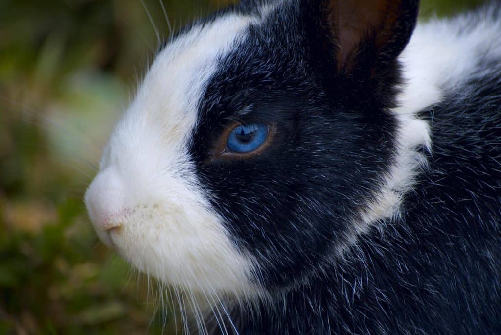 Are Blue-Eyed Rabbits Deaf? | Whyrabbits.Com