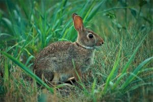 How Long Do Eastern Cottontail Rabbits Live? | Whyrabbits.Com