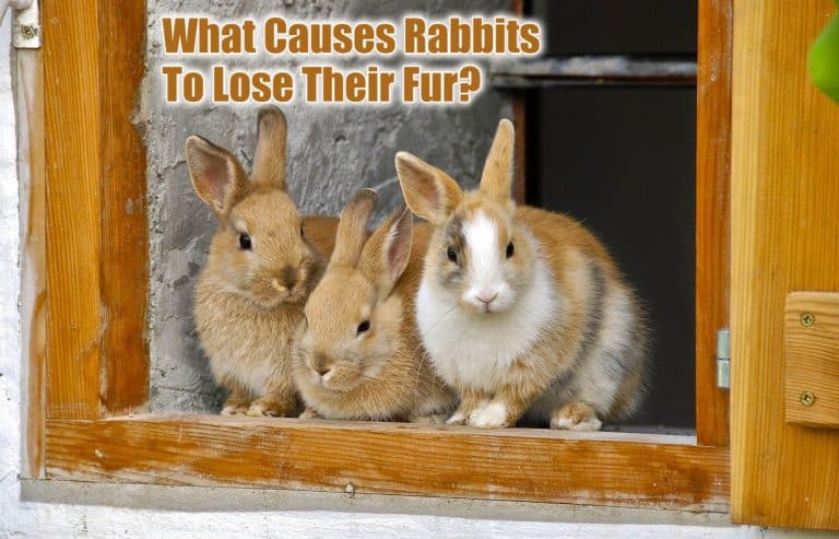 What Causes Rabbits To Lose Their Fur? 6 Common Reasons!