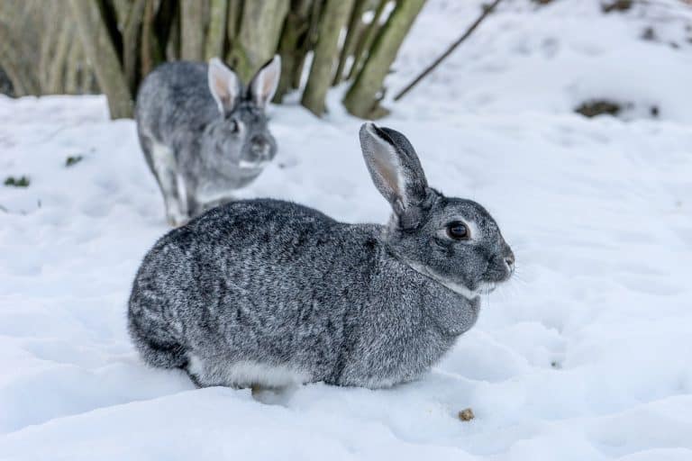 Can Rabbits Survive in Cold Weather? | Whyrabbits.Com