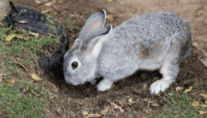 Why Do Rabbits Dig Holes? 5 Main Reasons!