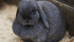 Why Do Rabbits Have a Dewlap (Double Chin)?