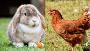 Can You Keep Rabbits With Chickens?