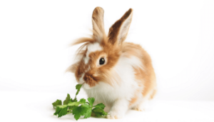 27 Common Herbs that Are Good for Rabbits (and some that are not ...