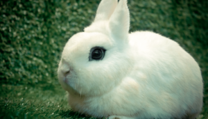 8 Rare Breeds of Rabbit (with Images) | Whyrabbits.Com