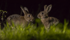 Can Rabbits See in the Dark?