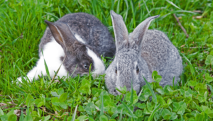 Can Two Unneutered Male Rabbits Live Together?