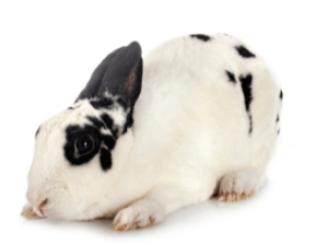 How do Rabbits Show Affection? 12 Signs to Look for! | Whyrabbits.Com