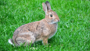 Where Do Rabbits Live in My Yard?