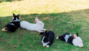 Where Do Rabbits Sleep In the Wild? | Whyrabbits.Com