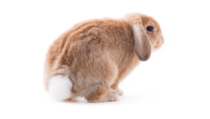 Why Do Rabbits Have Short Tails? 3 Important Reasons!