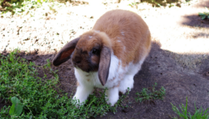 Why Does My Rabbit Follow Me? | Whyrabbits.Com