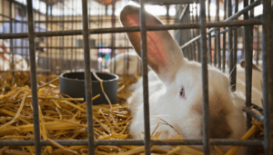 10 Tips to Keep a Rabbit Cage from Smelling | Whyrabbits.Com