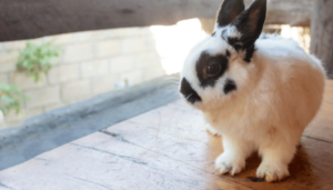 5 Smallest Breed of Pet Rabbits (You Can Buy) | Whyrabbits.Com