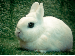 8 Rare Breeds of Rabbit (with Images) | Whyrabbits.Com