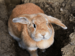 8 Rare Breeds of Rabbit (with Images) | Whyrabbits.Com