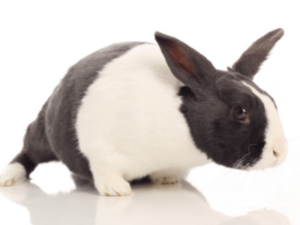 10 Calmest/Friendliest Breeds of Rabbit (with Images) | Whyrabbits.Com