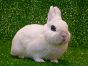 10 Most Expensive Rabbit Breeds (with Images) | Whyrabbits.Com