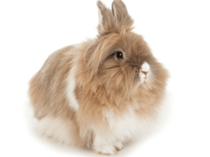 5 Smallest Breed of Pet Rabbits (You Can Buy) | Whyrabbits.Com