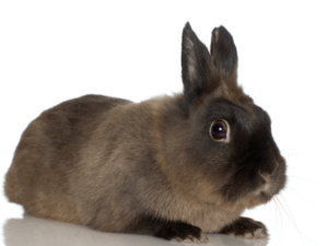 10 Calmest/Friendliest Breeds of Rabbit (with Images) | Whyrabbits.Com