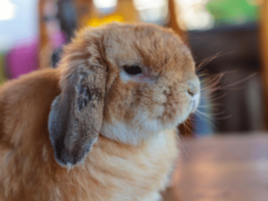 10 Calmest/Friendliest Breeds of Rabbit (with Images) | Whyrabbits.Com
