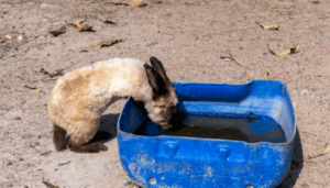 5 Signs Your Rabbit Is Dehydrated + What to Do?