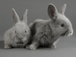 8 Rare Breeds of Rabbit (with Images) | Whyrabbits.Com