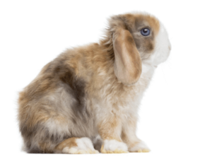 10 Most Expensive Rabbit Breeds (with Images) | Whyrabbits.Com